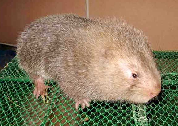 竹鼠_好搜百科